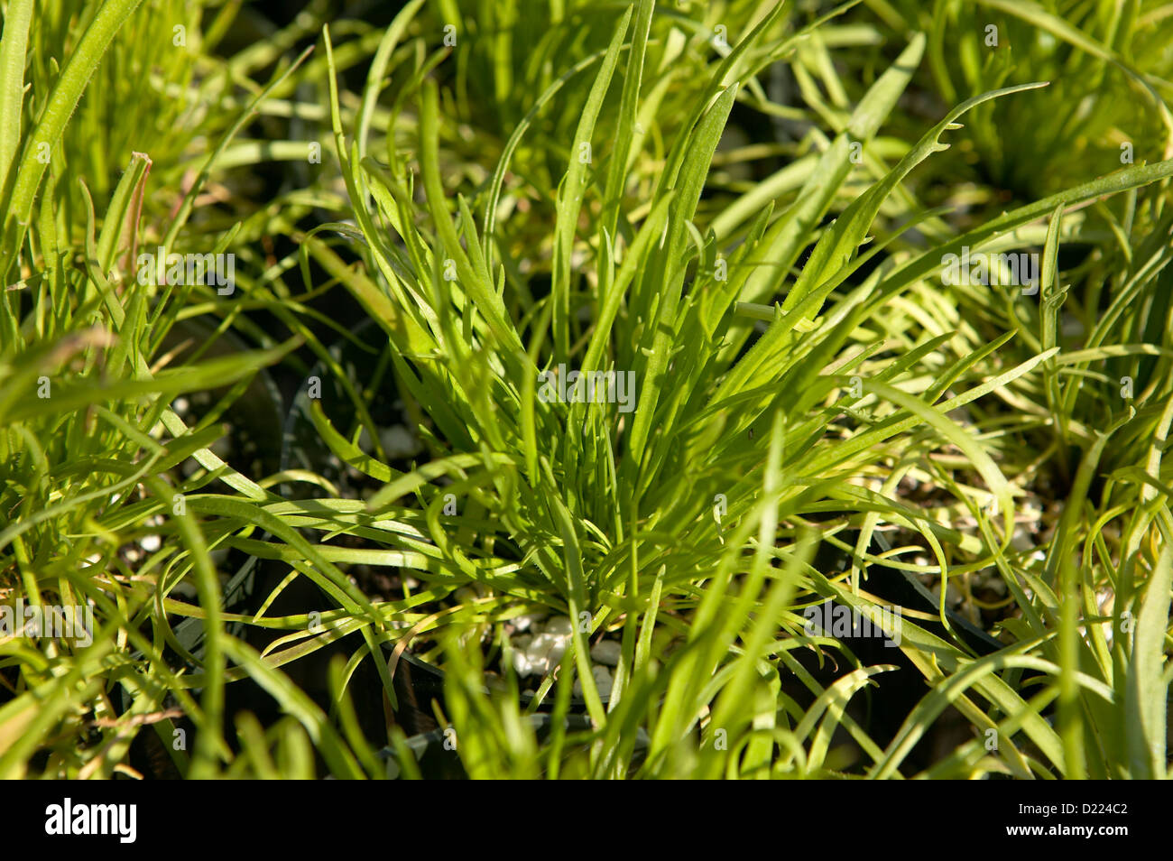 Herba stella hi-res stock photography and images - Alamy