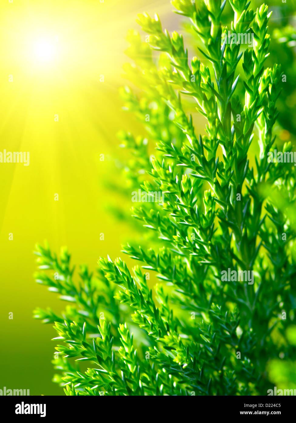 American cypress hi-res stock photography and images - Alamy