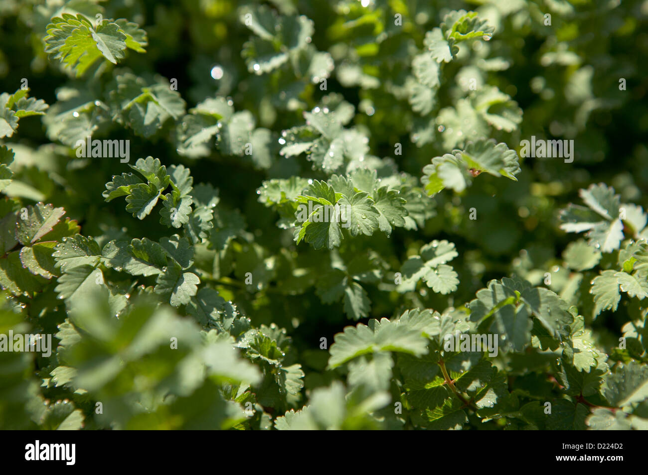 Salad burnet hi-res stock photography and images - Alamy