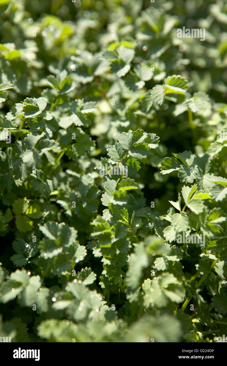 Salad burnet hi-res stock photography and images - Alamy