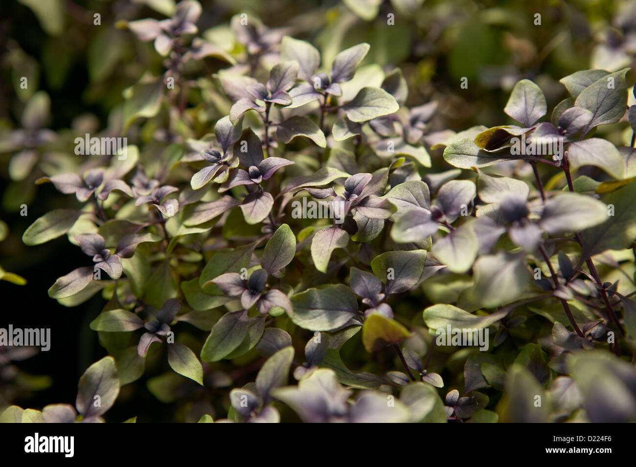 Purple bush basil Stock Photo - Alamy