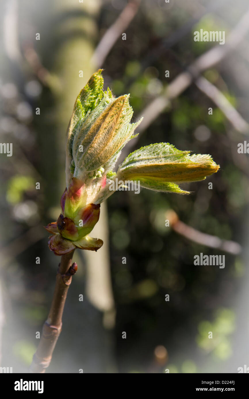 Bareness High Resolution Stock Photography and Images - Alamy