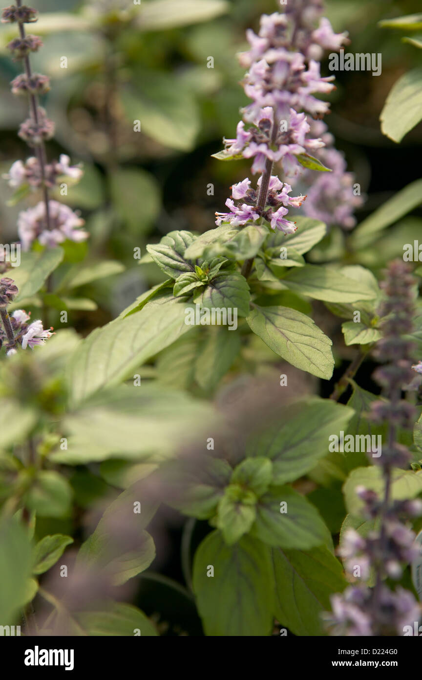 African blue basil leaves Stock Photo - Alamy