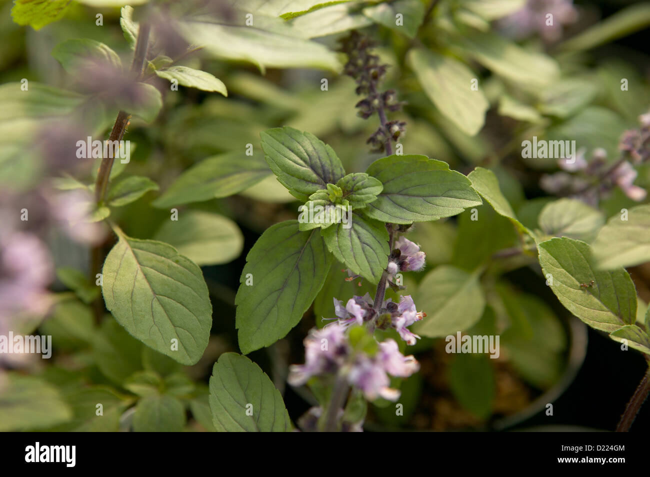 African blue basil hi-res stock photography and images - Alamy