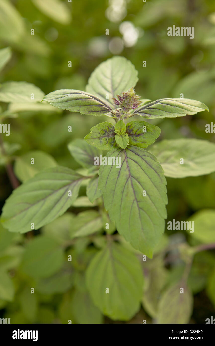 African blue basil leaves Stock Photo - Alamy