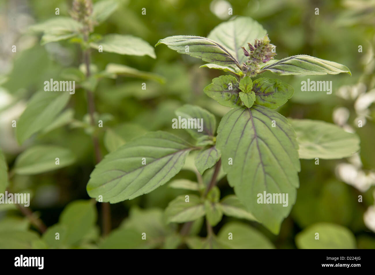 African Blue Basil Stock Photo - Alamy