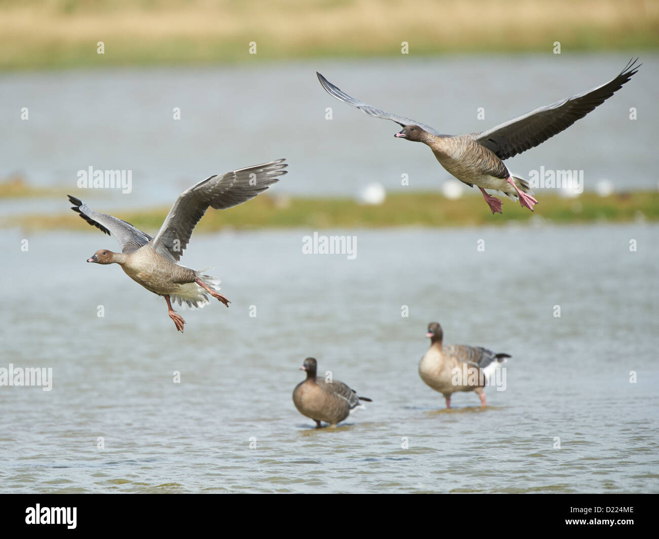 Pink-footed Geese in flight Stock Photo - Alamy