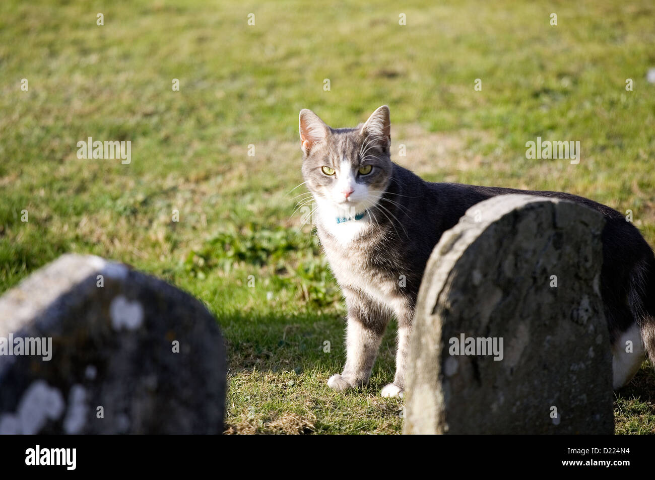 A cat walking amongst tombstones in a cemetery Stock Photo - Alamy