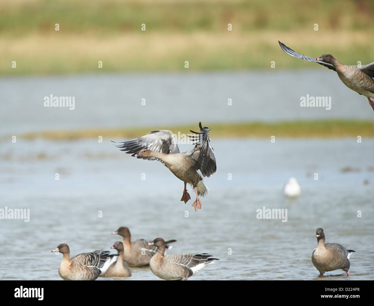 Pink-footed Geese in flight Stock Photo - Alamy