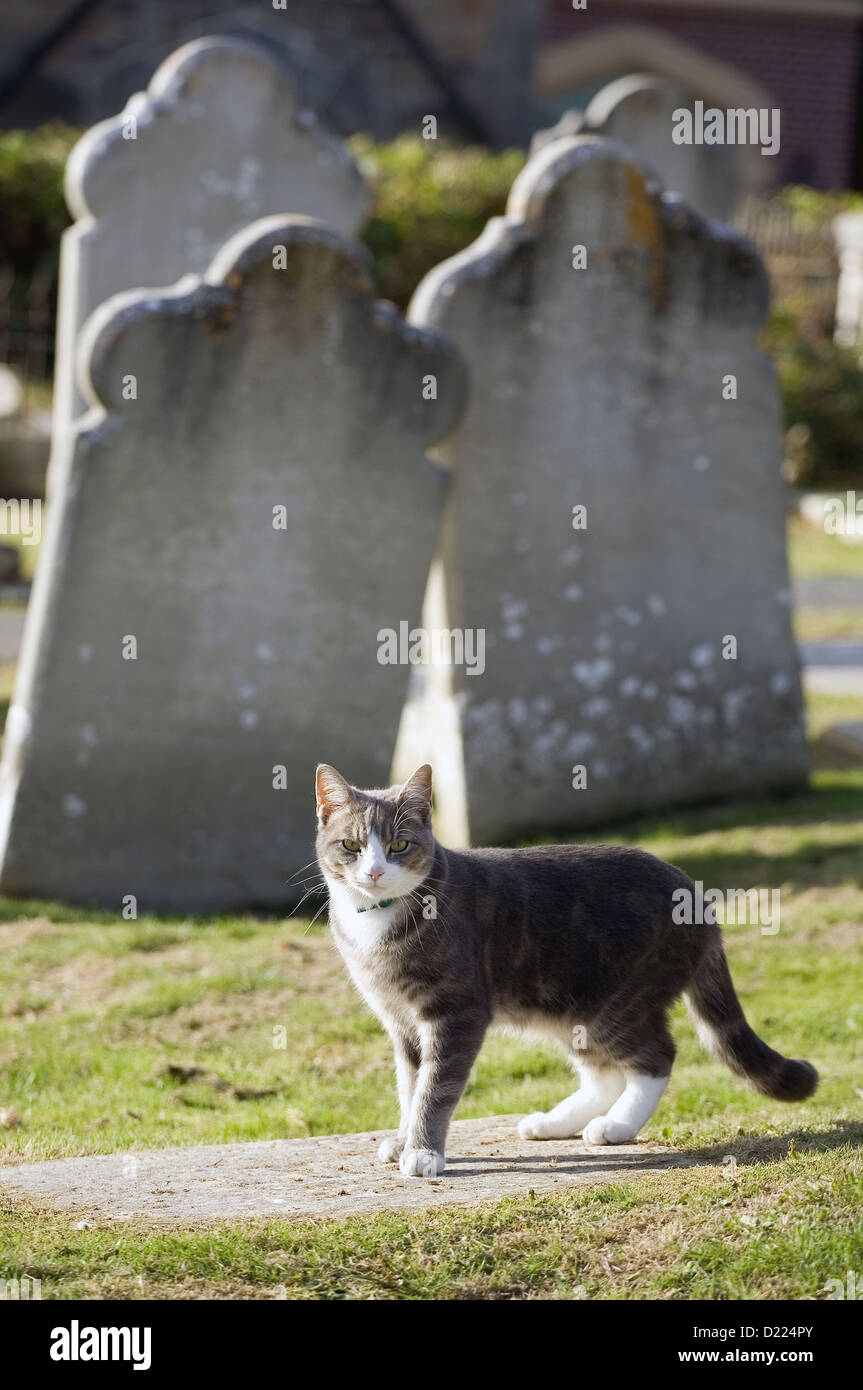 A cat walking amongst tombstones in a cemetery Stock Photo - Alamy