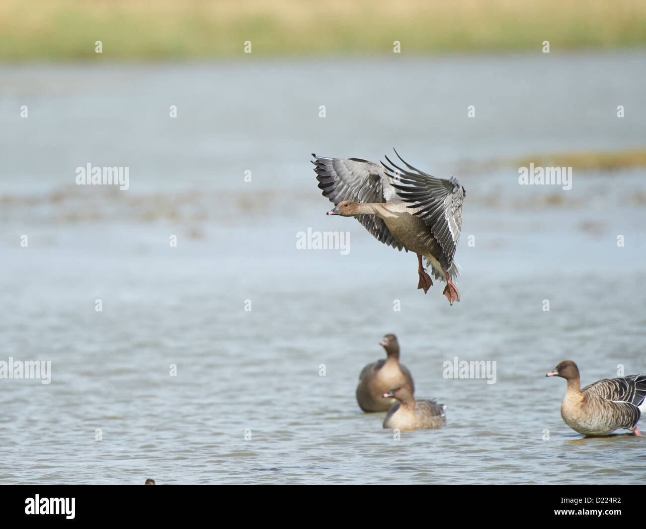 Pink-footed Geese in flight Stock Photo - Alamy