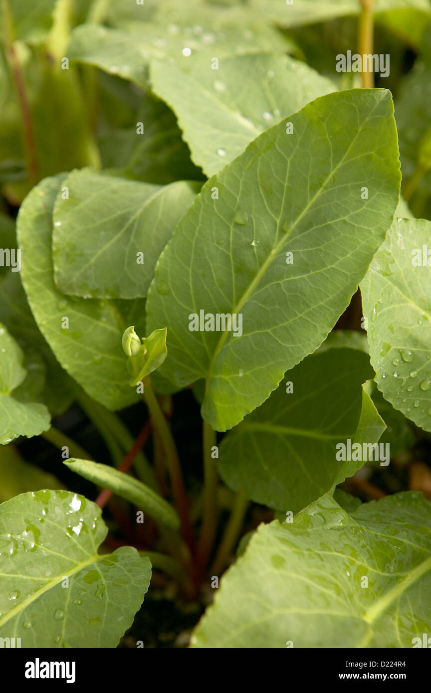 Yerba hi-res stock photography and images - Alamy