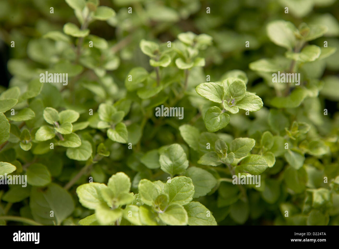 Yerba hi-res stock photography and images - Alamy