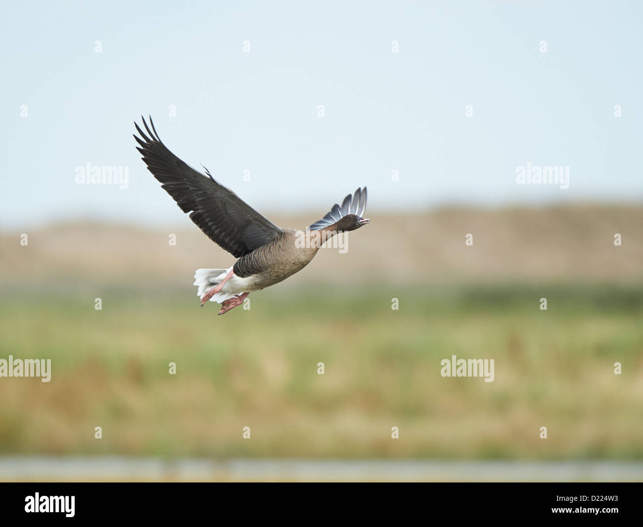 Pink-footed Geese in flight Stock Photo - Alamy
