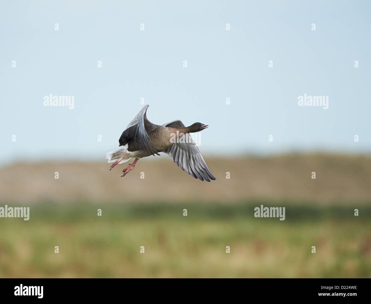 Shooting geese hi-res stock photography and images - Alamy