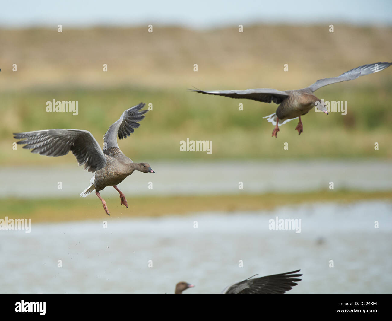 Pink footed geese in flight hi-res stock photography and images - Alamy