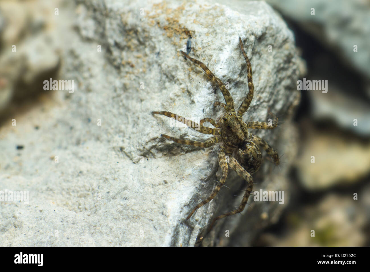 Portrait of a spider Stock Photo - Alamy
