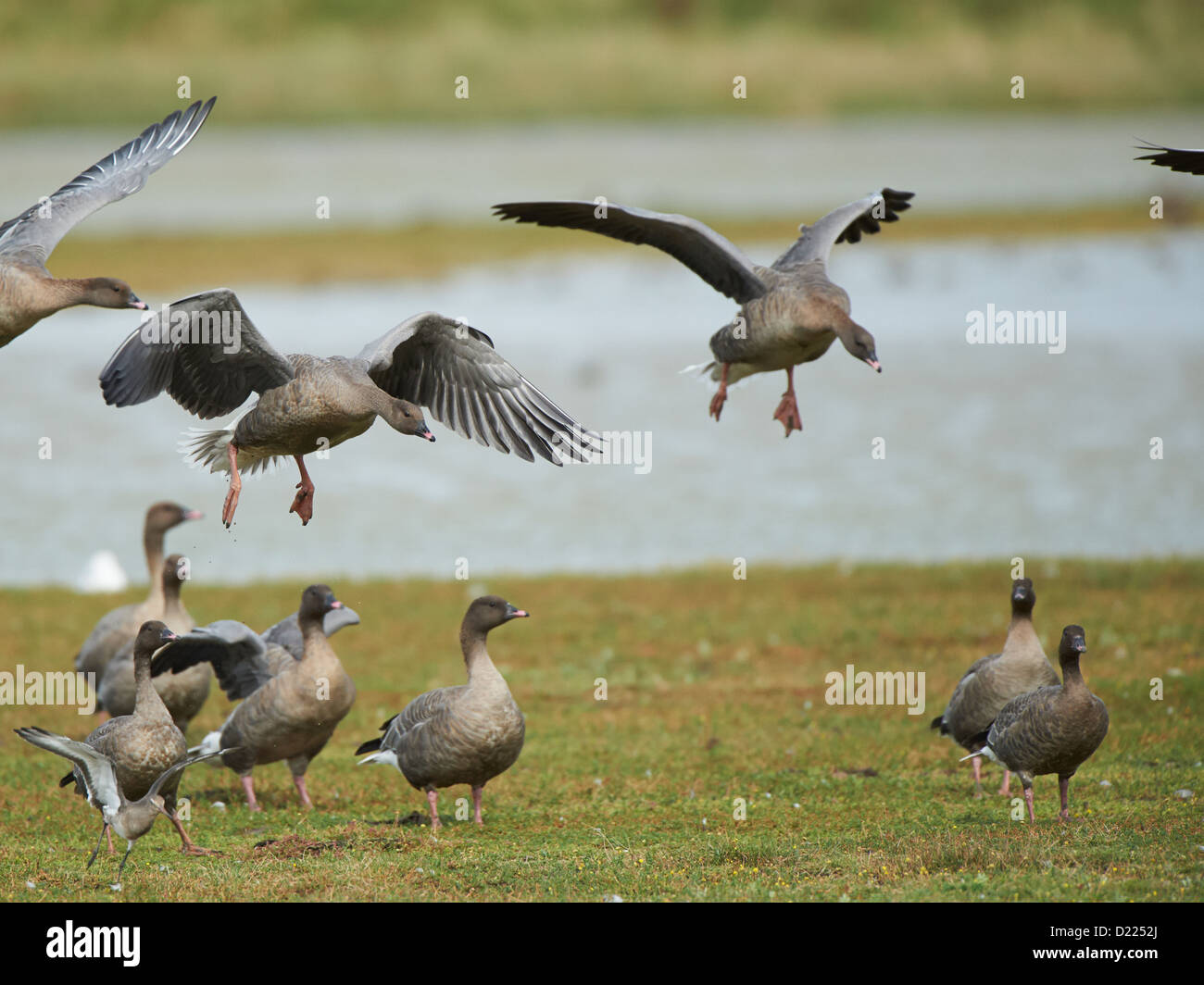 Pink-footed Geese in flight Stock Photo - Alamy