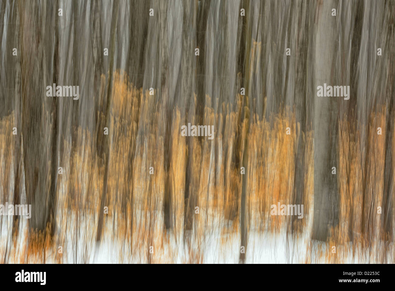 Beech maple forest with understory of young beech and autumn leaves ...