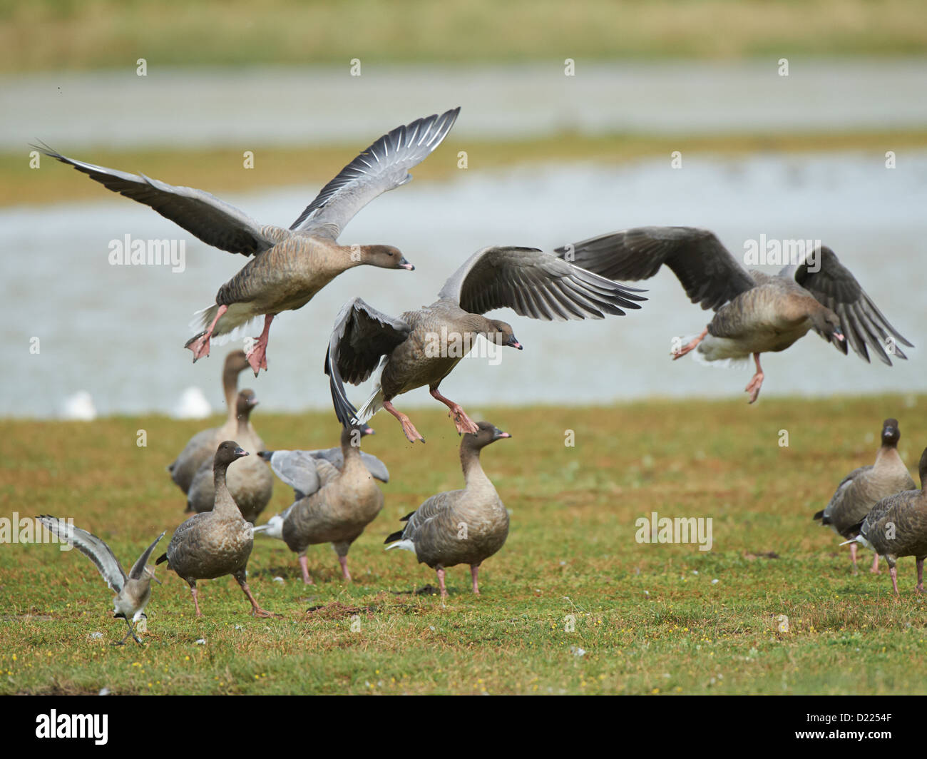 Pink-footed Geese in flight Stock Photo - Alamy