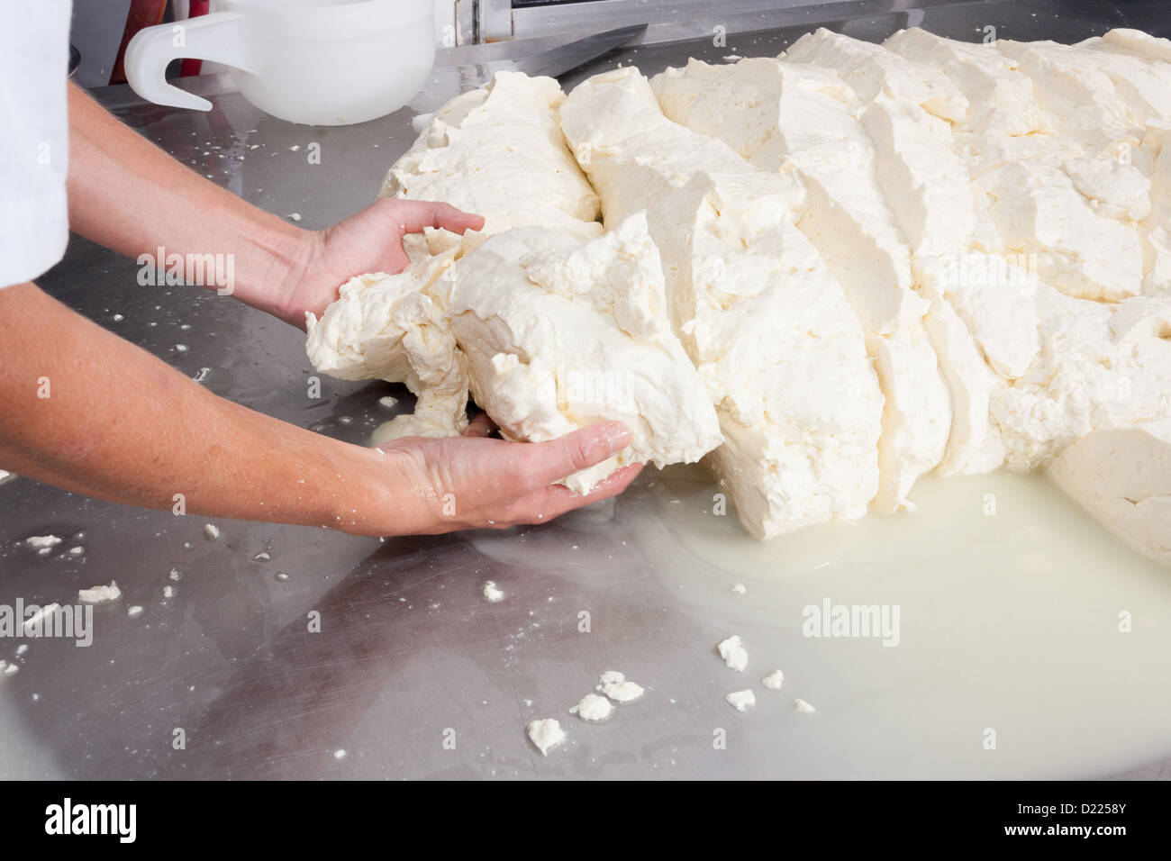 Freshly fermented cheese being moved on during production process Stock ...