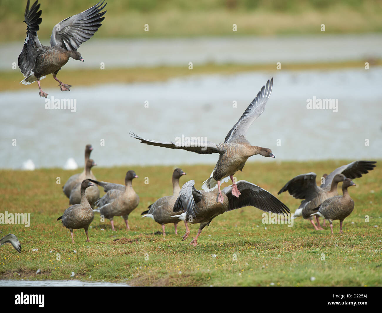 Pink-footed Geese in flight Stock Photo - Alamy