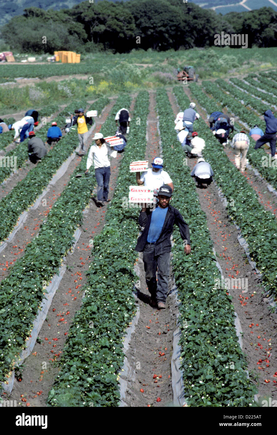 Salinas valley workers hi-res stock photography and images - Alamy