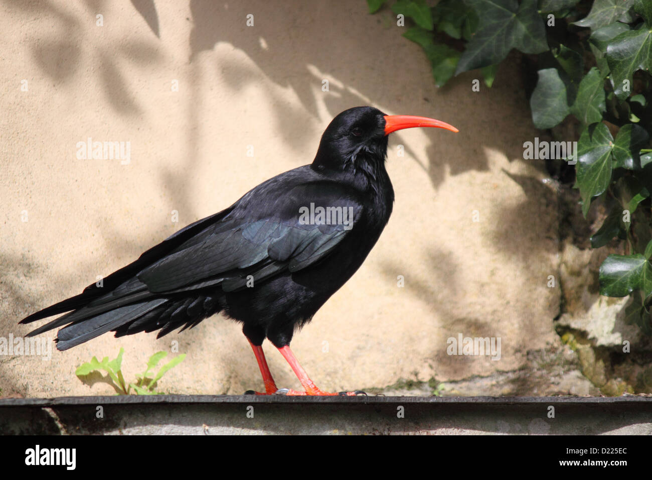 Cornish crow hi-res stock photography and images - Alamy Cornish crow hi-res stock photography and images - Alamy