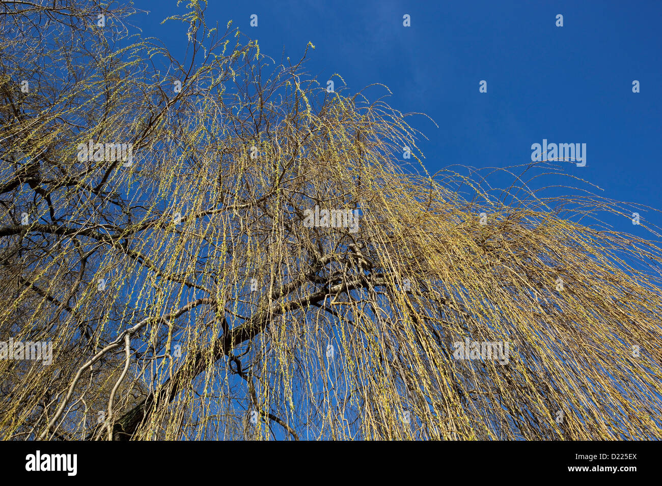 Golden twigs and young shoots of weeping willow tree illuminated ...