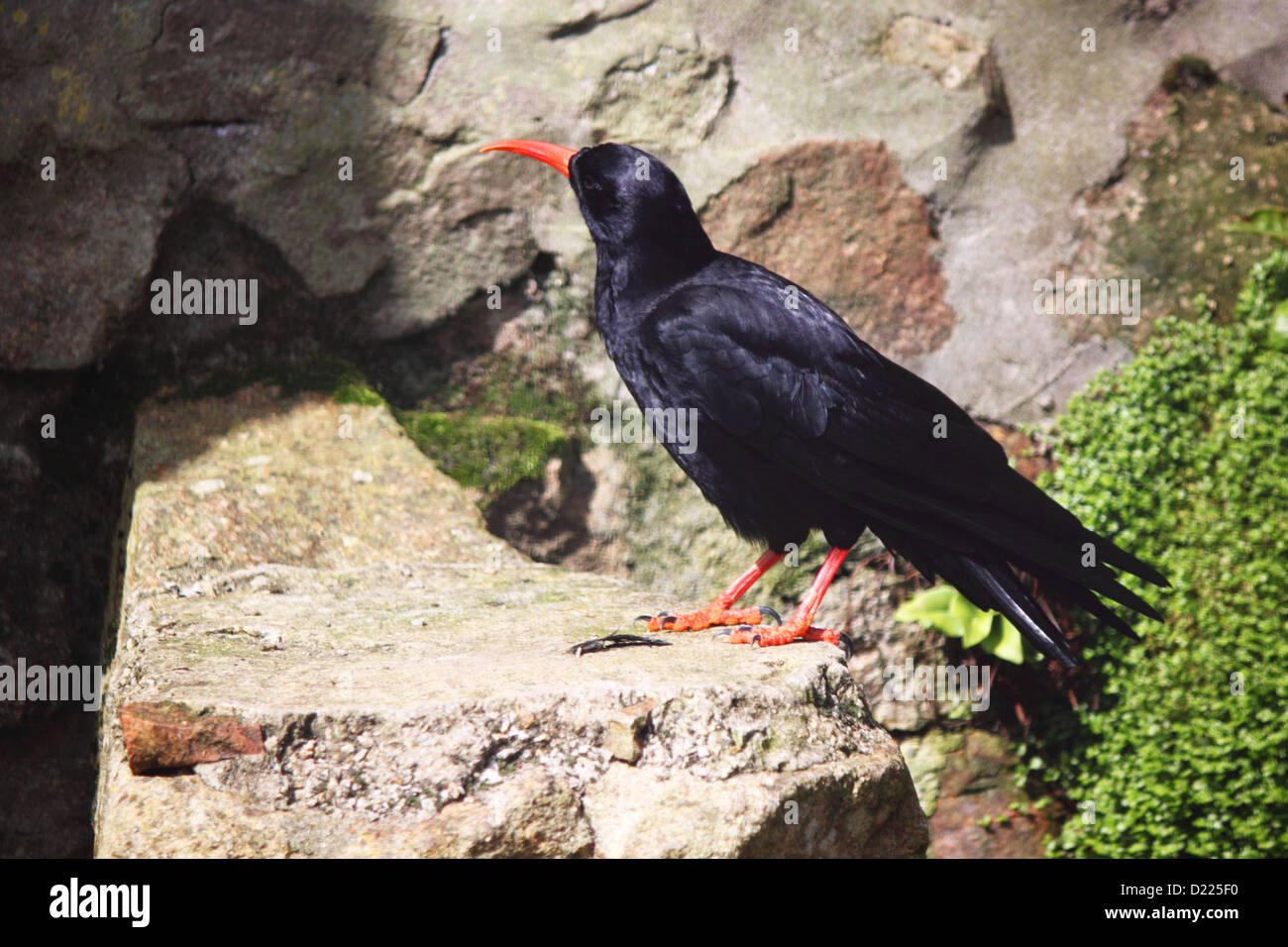 Chough cornish hi-res stock photography and images - Alamy