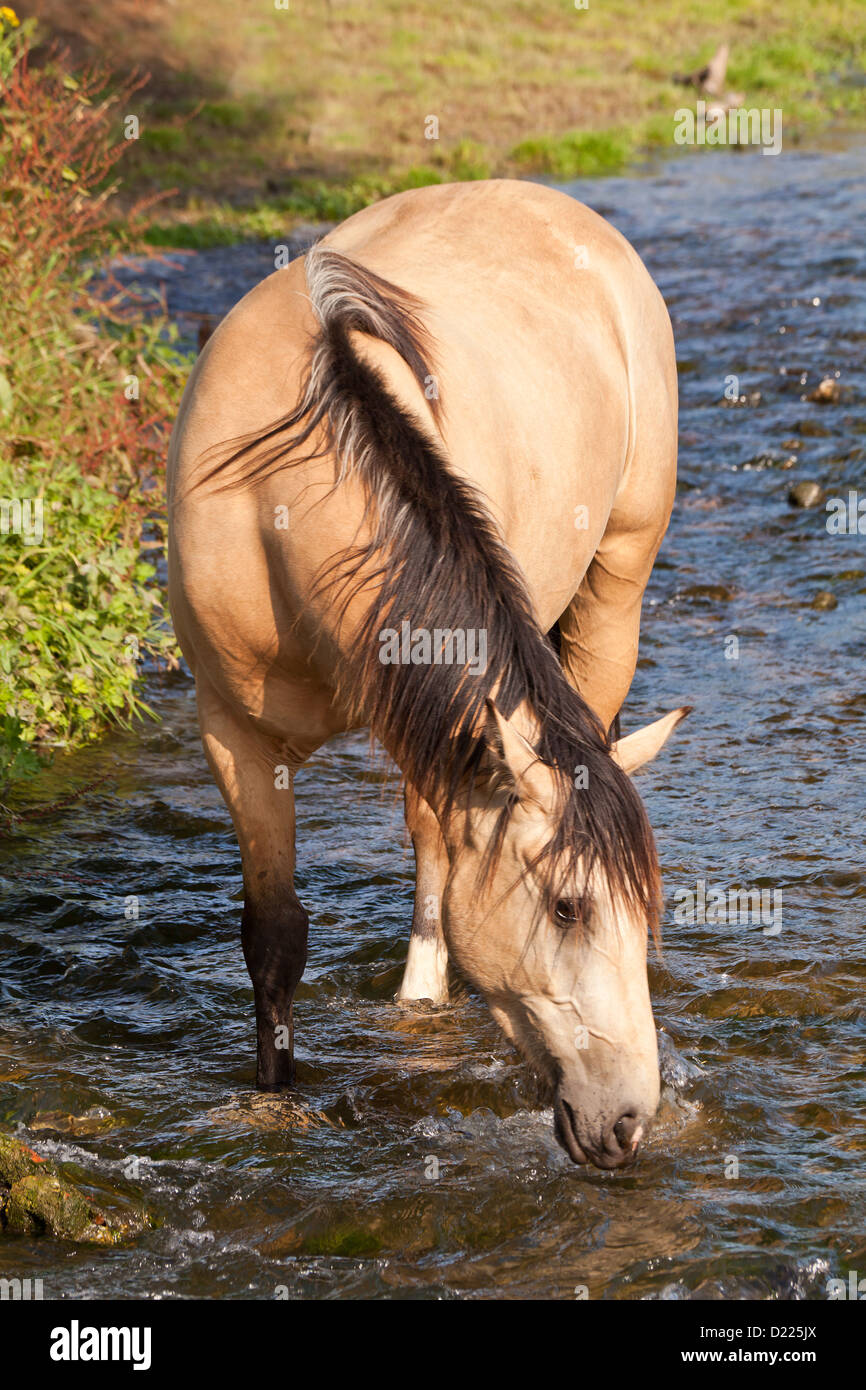 Animals Drinking Water In River