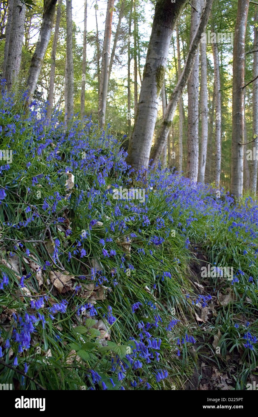A carpet of Bluebell flowers growing in a British forest Stock Photo ...