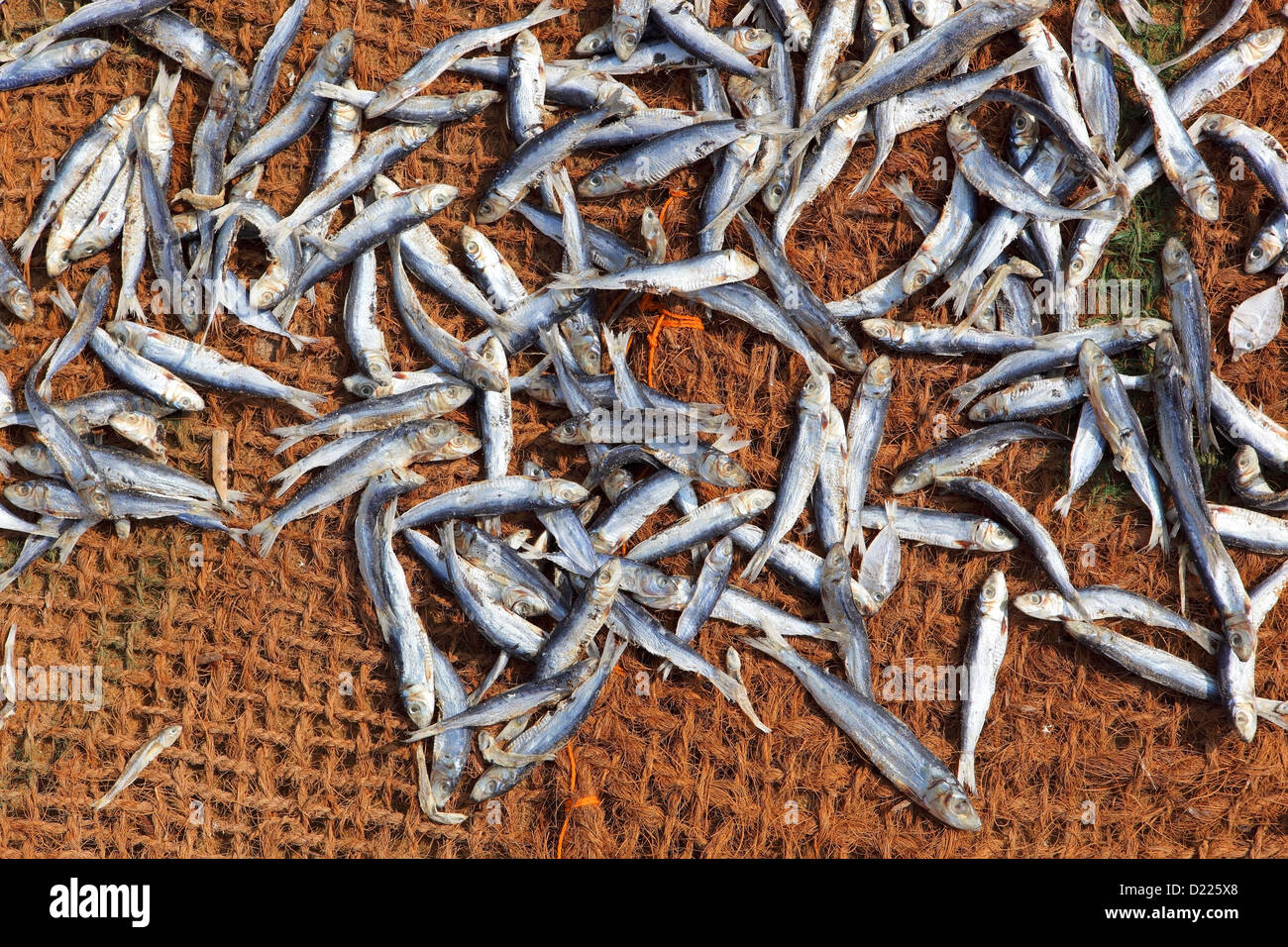 Tiny fish laid out to dry on hessian mesh on Negombo beach Sri Lanka ...