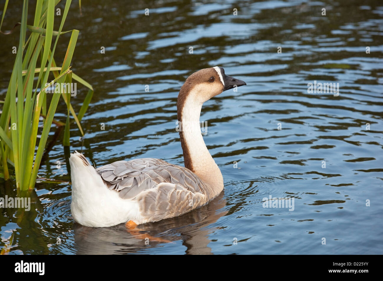 A female swan goose Anser cygnoides swimming on blue water with green ...
