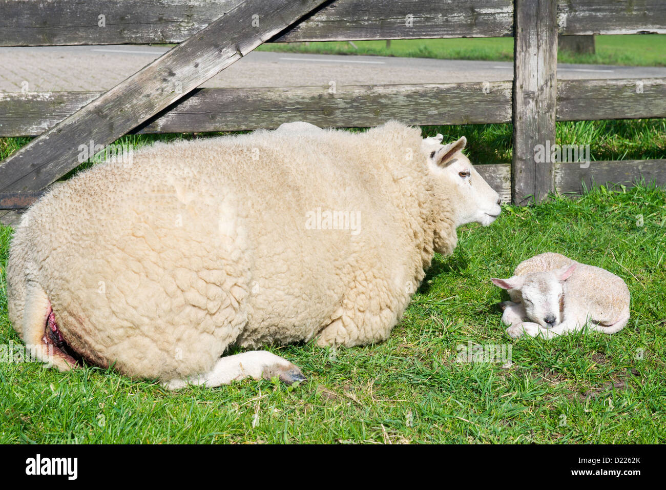 White sheep with just born lamb in spring Stock Photo - Alamy