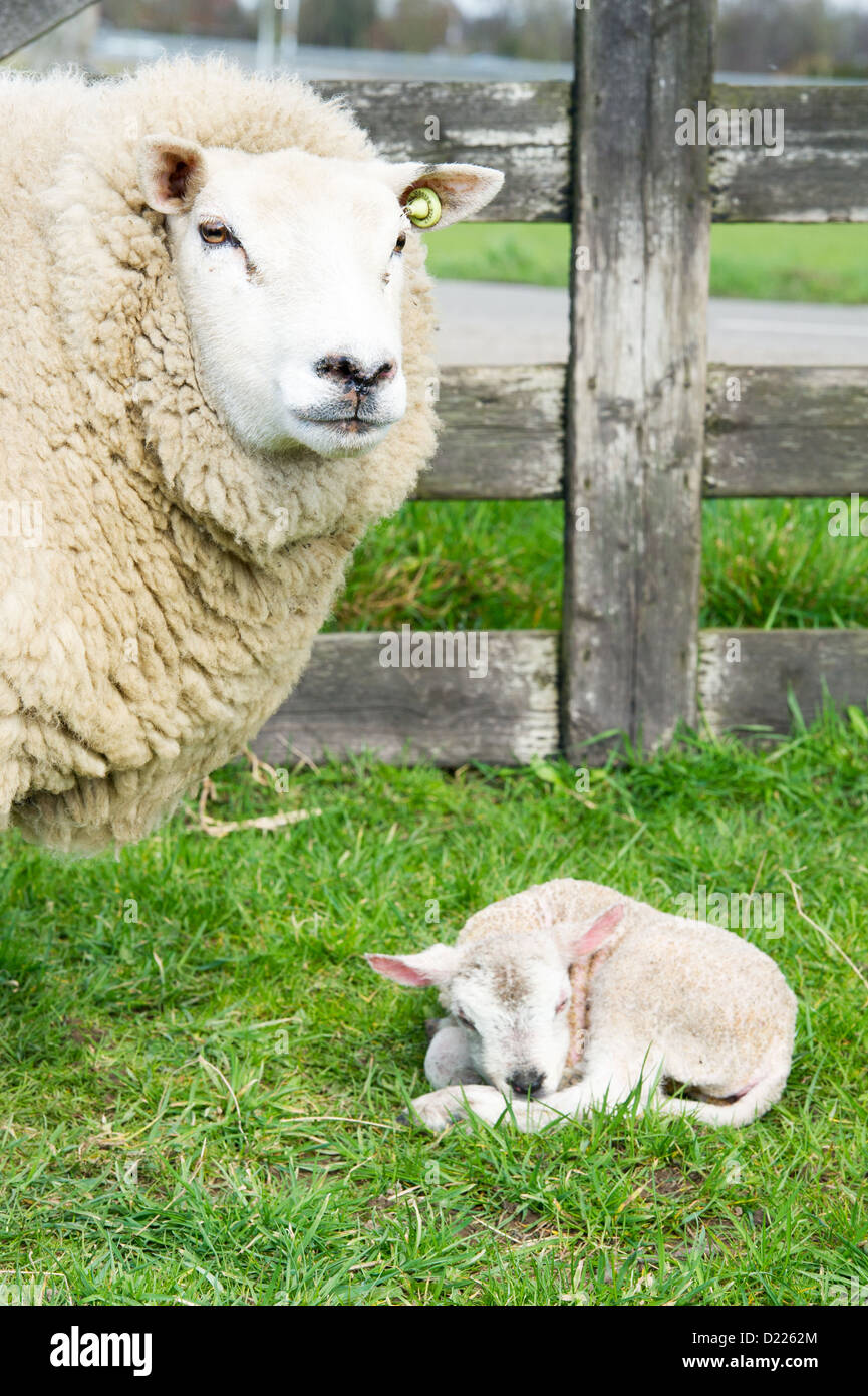 White sheep with just born lamb in spring Stock Photo - Alamy