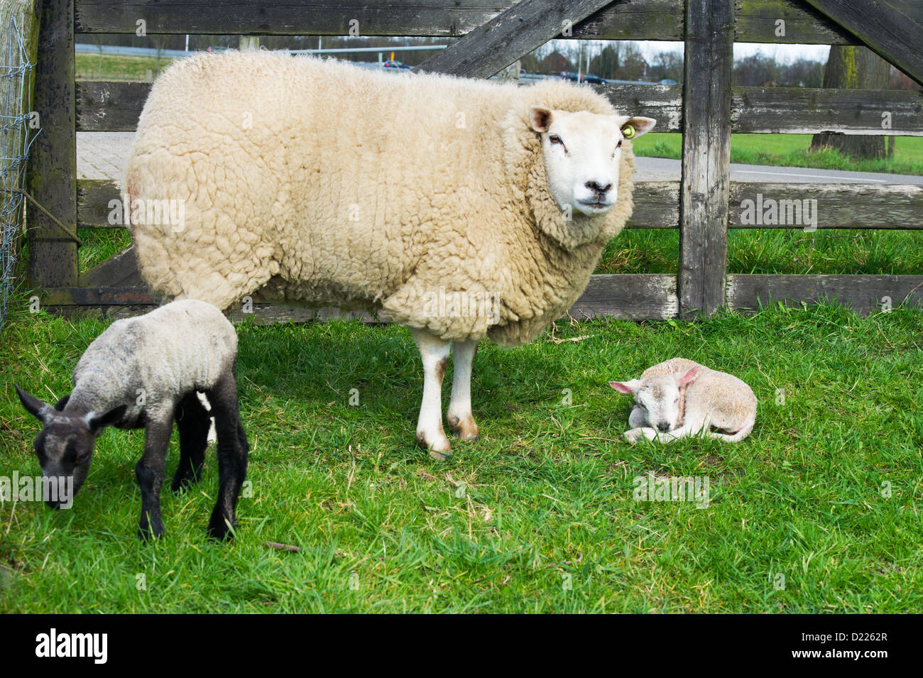 Spring born animals hi-res stock photography and images - Alamy