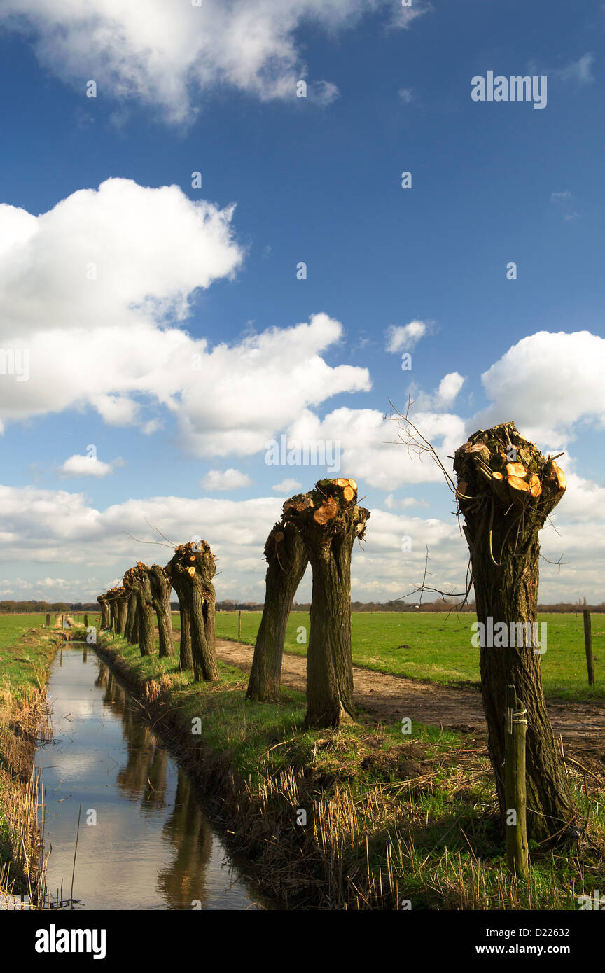 Dutch pollard willows in spring in dutch landscape Stock Photo - Alamy
