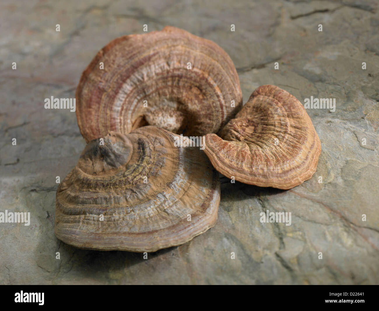 Reishi mushroom hi-res stock photography and images - Alamy