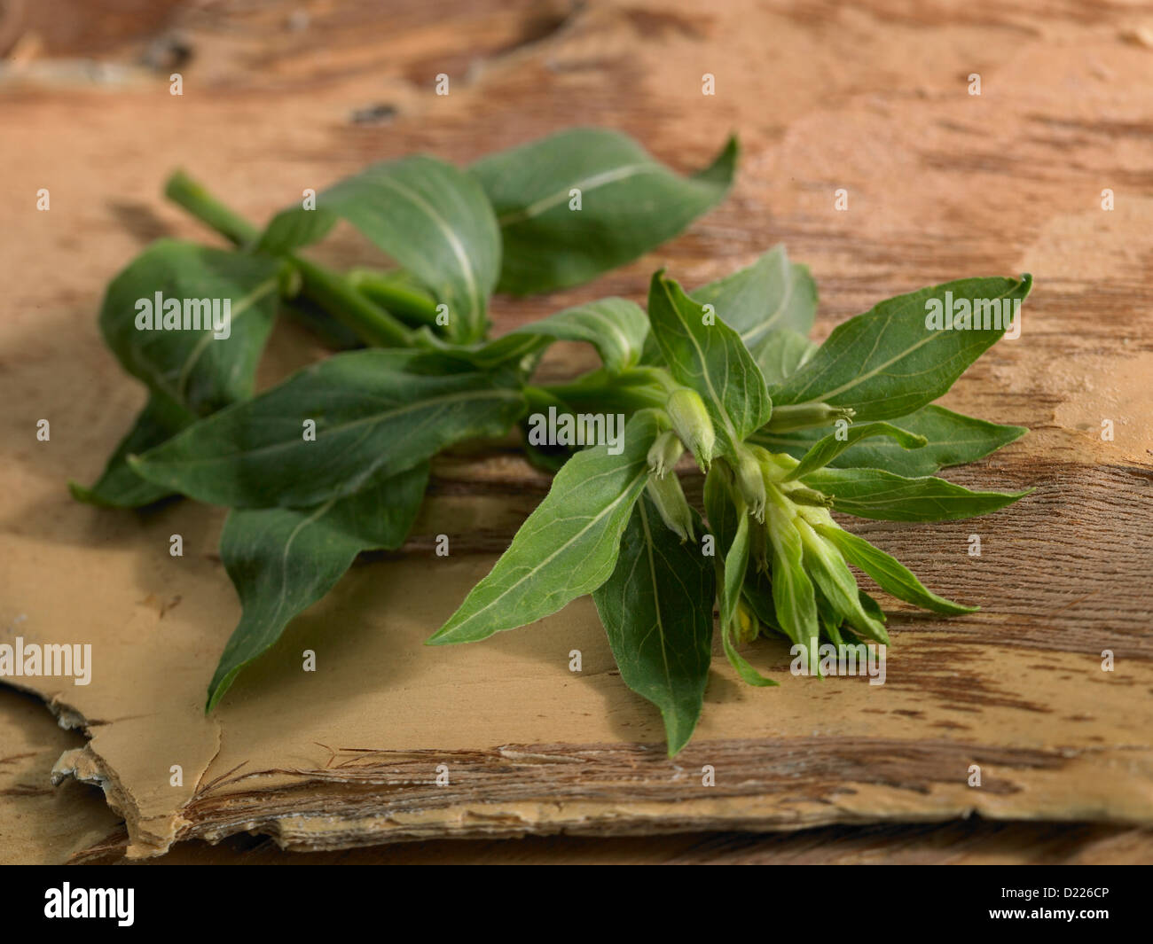 Primrose Leaf High Resolution Stock Photography and Images - Alamy