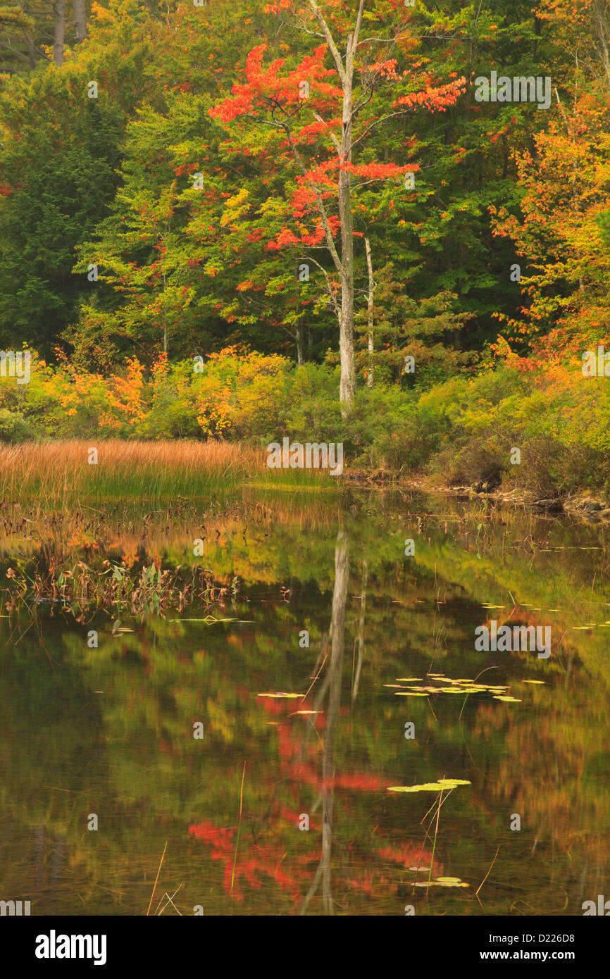 Jessup Path, The Tarn, Wild Gardens of Acadia, Acadia National Park ...