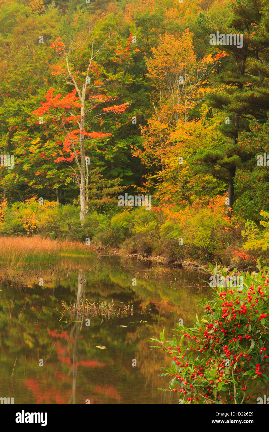 Jessup Path, The Tarn, Wild Gardens of Acadia, Acadia National Park ...