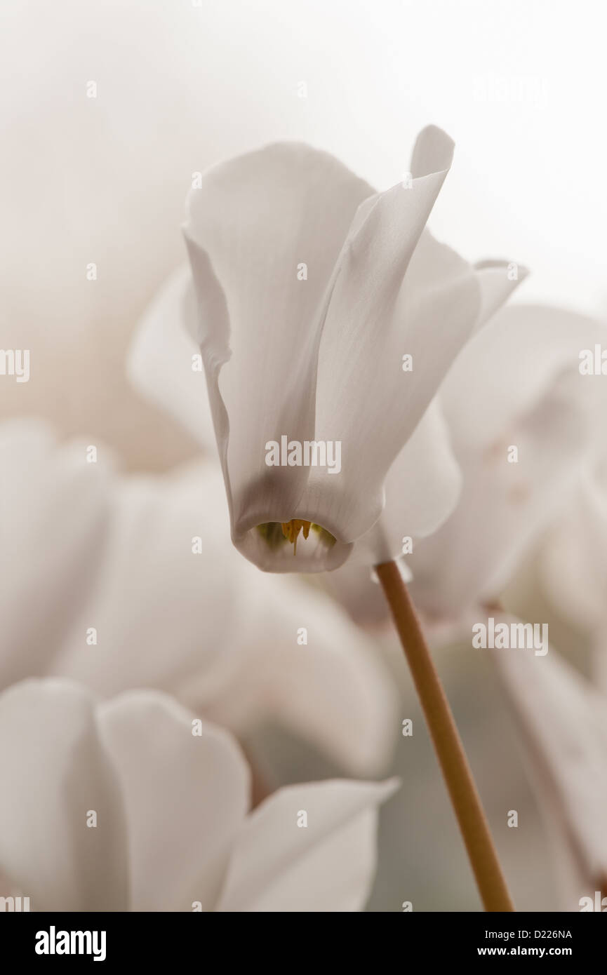 Bunch of white cyclamen plant flowers with inverted petals pointing ...