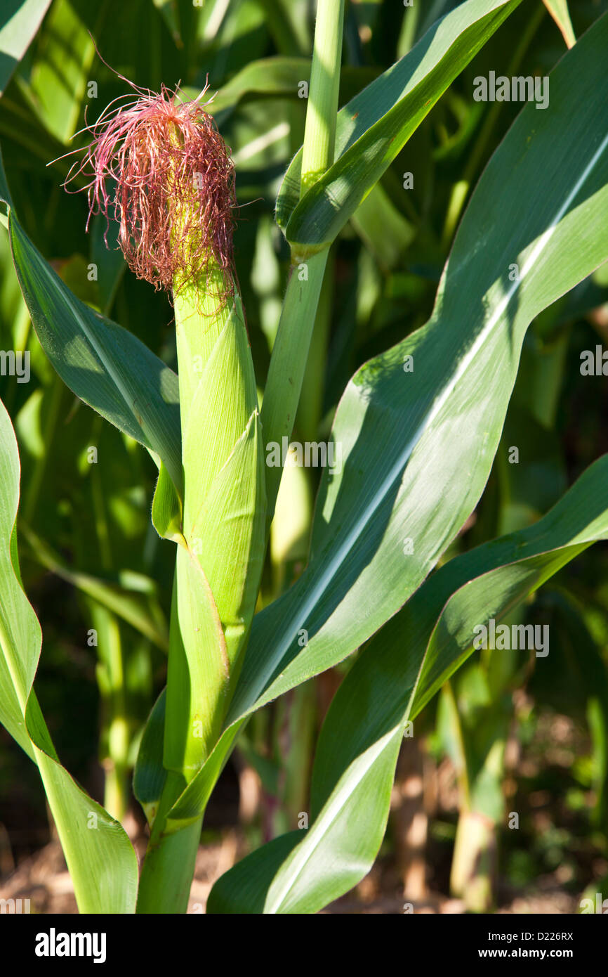 Cornsilk hi-res stock photography and images - Alamy