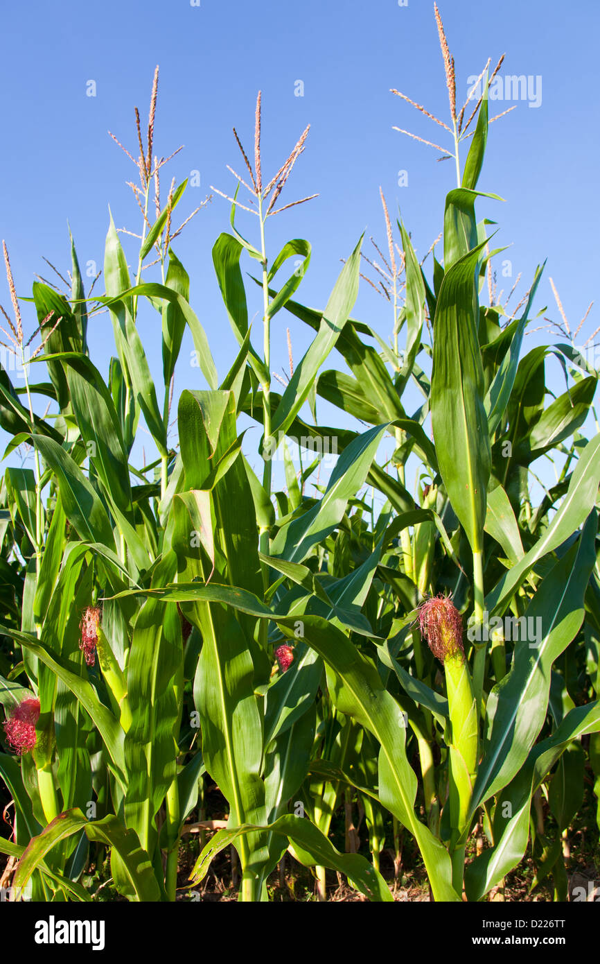 A wall of corn stalks full of corn, in vertical format Stock Photo - Alamy