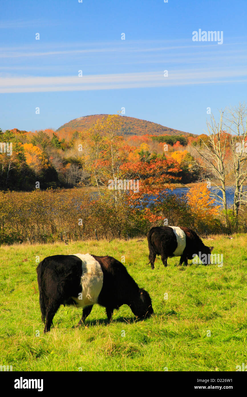 Belted galloways herd hi-res stock photography and images - Alamy