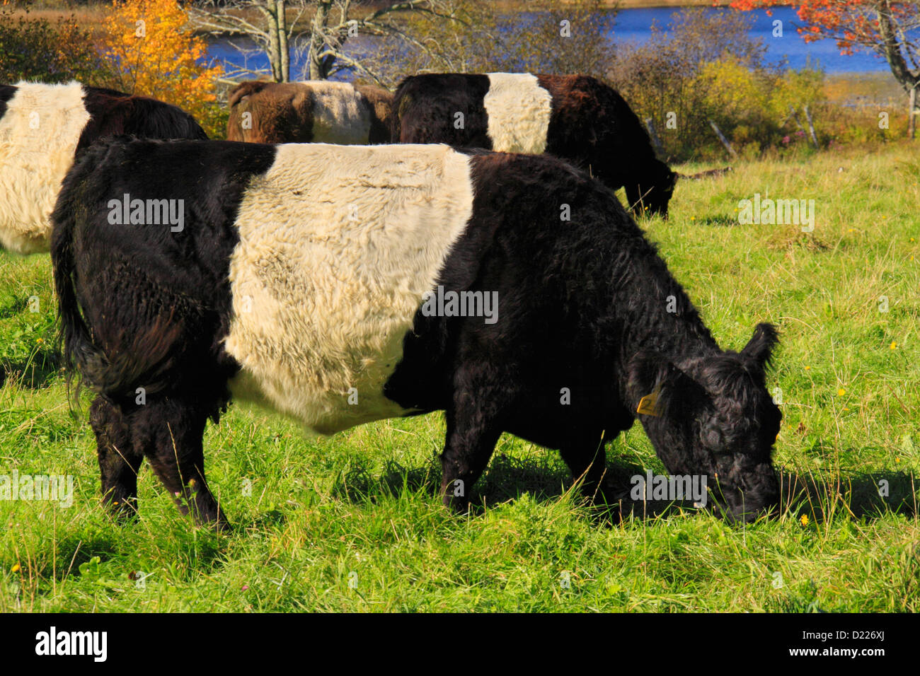 Belted galloways herd hi-res stock photography and images - Alamy