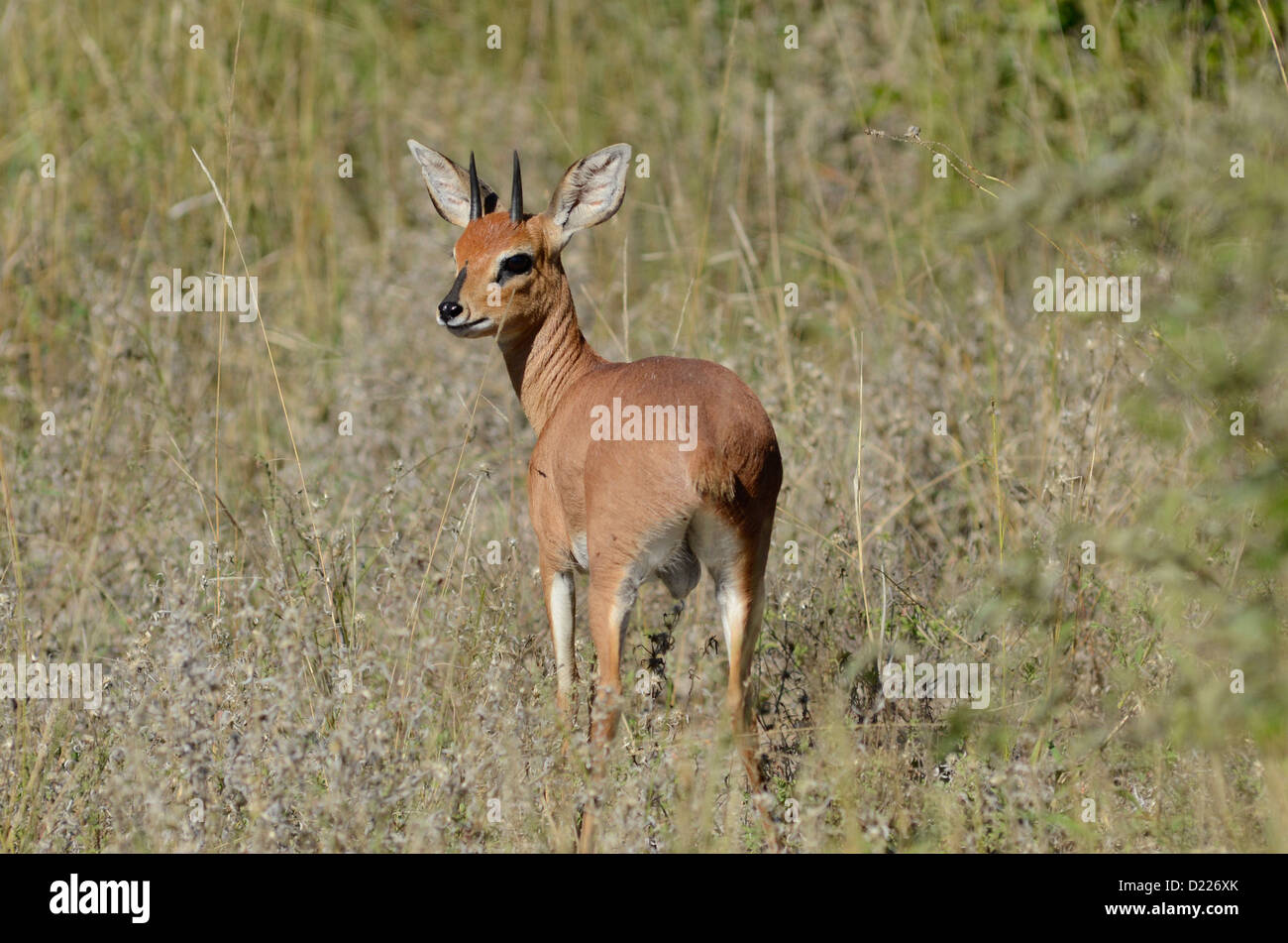 Photos of Africa, Steenbok in grass Stock Photo - Alamy