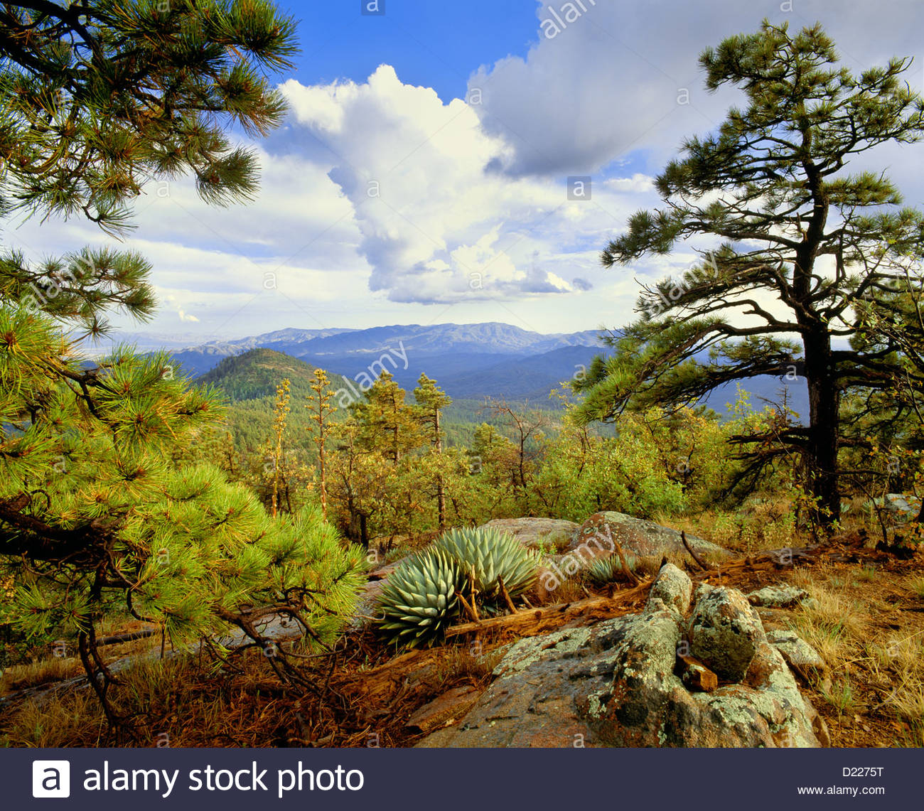 Arizona Agave High Resolution Stock Photography and Images - Alamy