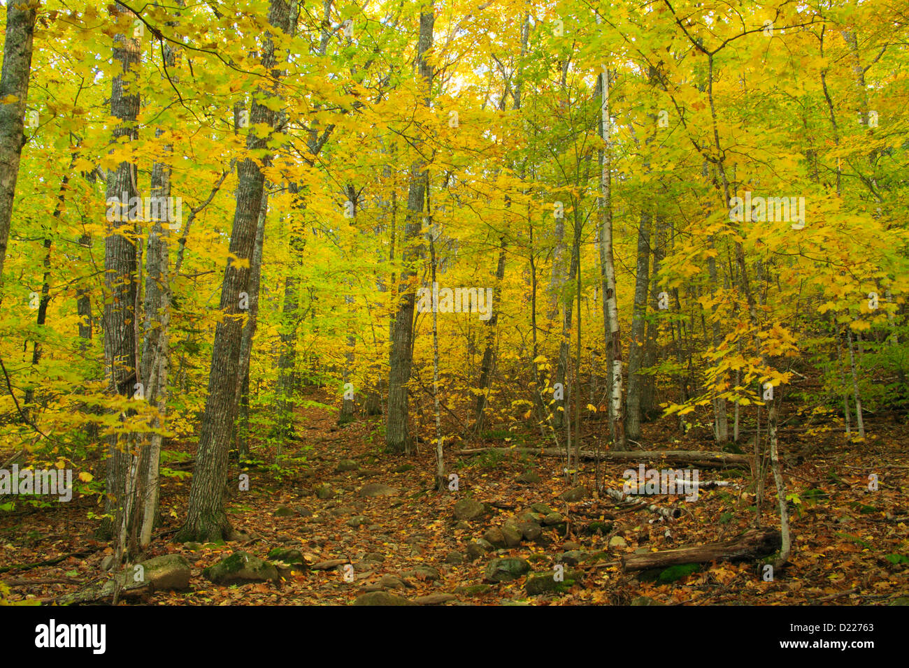 Frohock Mountain Trail, Camden, Maine, USA Stock Photo - Alamy